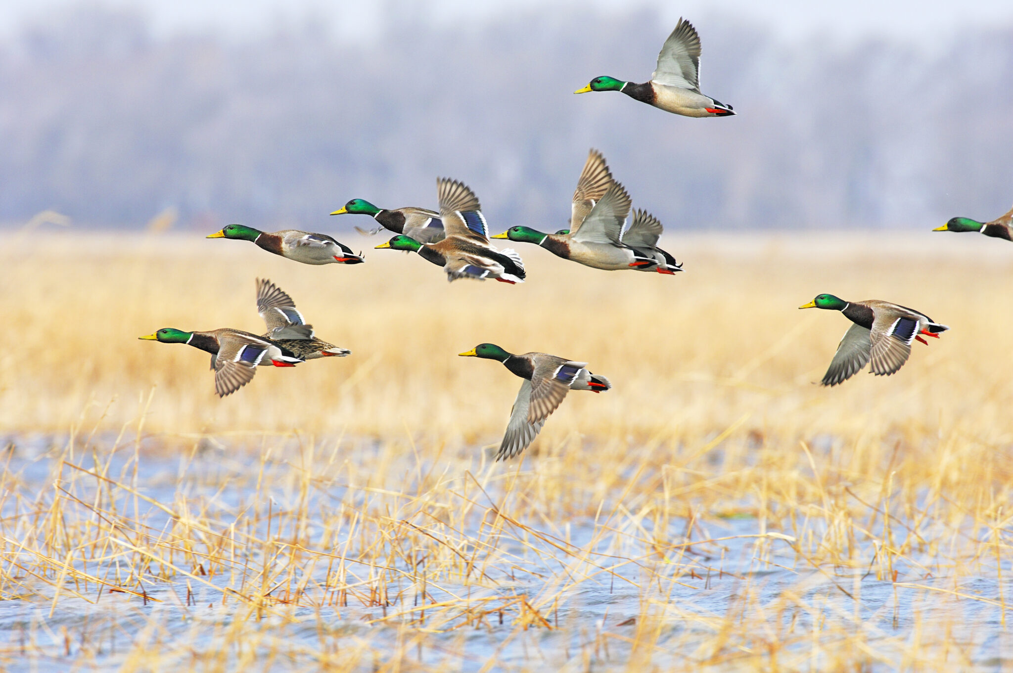 MN Duck Summit | Fergus Falls Fish & Game Club